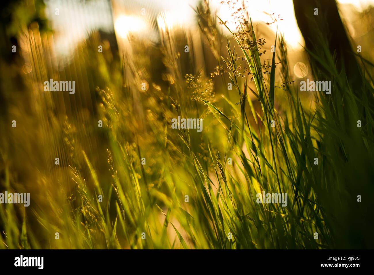 sunset and grass Stock Photo - Alamy