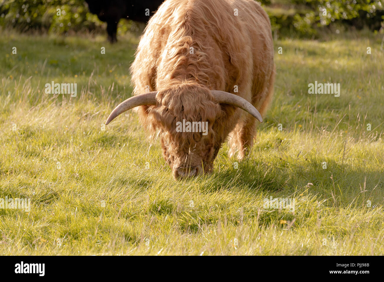 Scottish long coat Highland cattle in Fort William near Ben Nevis ...