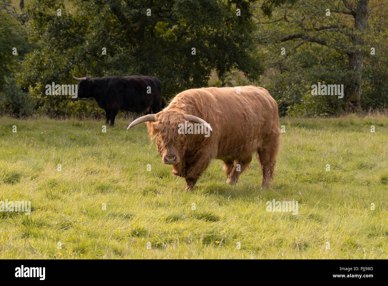 Scottish long coat Highland cattle in Fort William near Ben Nevis ...