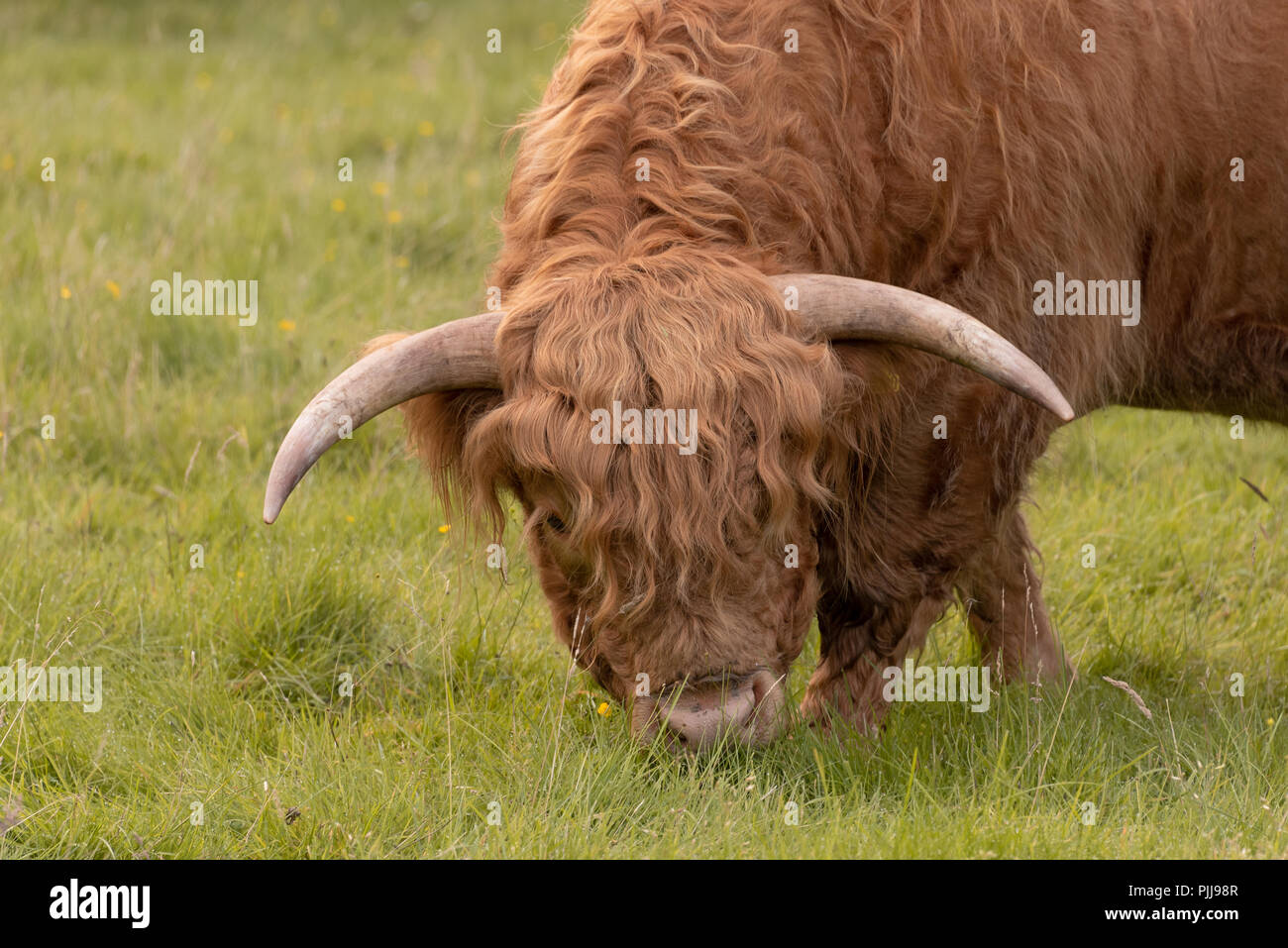 Scottish long coat Highland cattle in Fort William near Ben Nevis ...