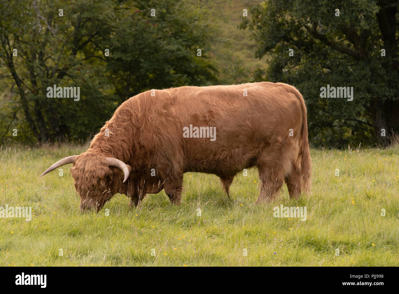 Scottish long coat Highland cattle in Fort William near Ben Nevis ...