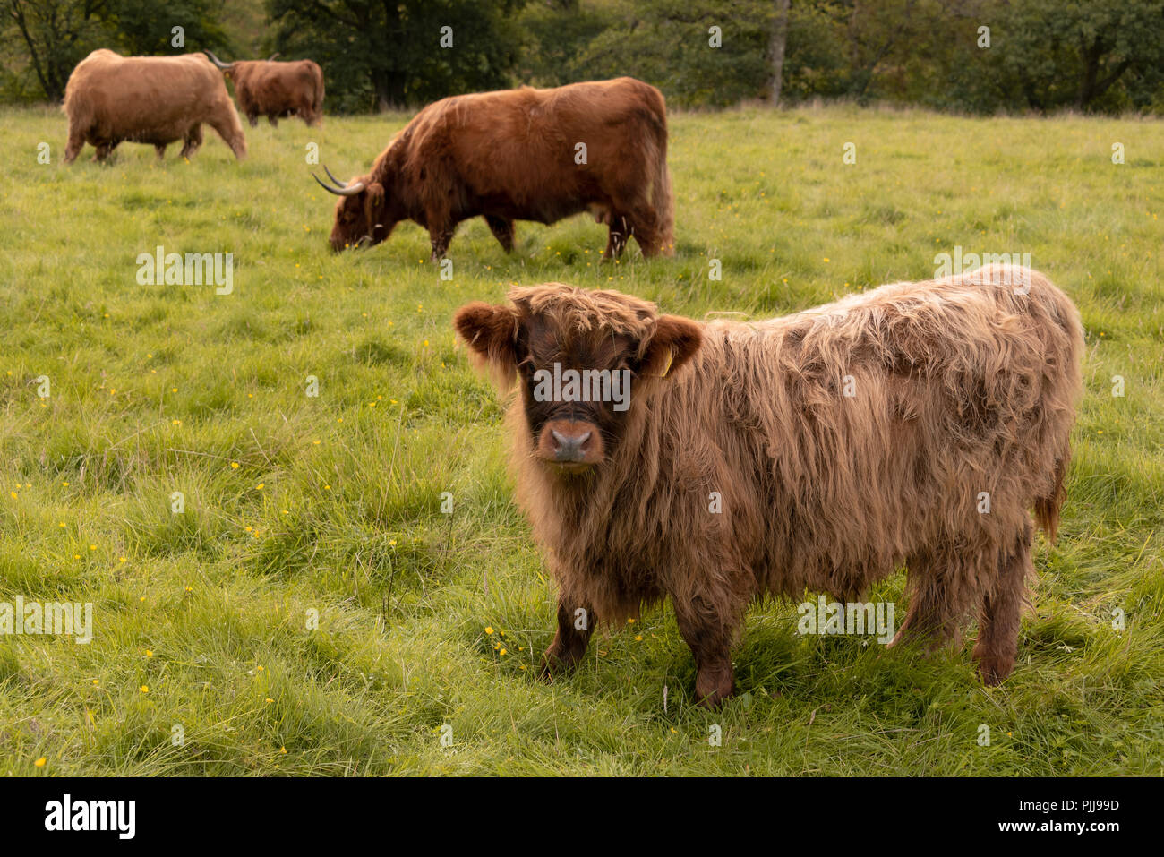 Scottish long coat Highland cattle in Fort William near Ben Nevis ...