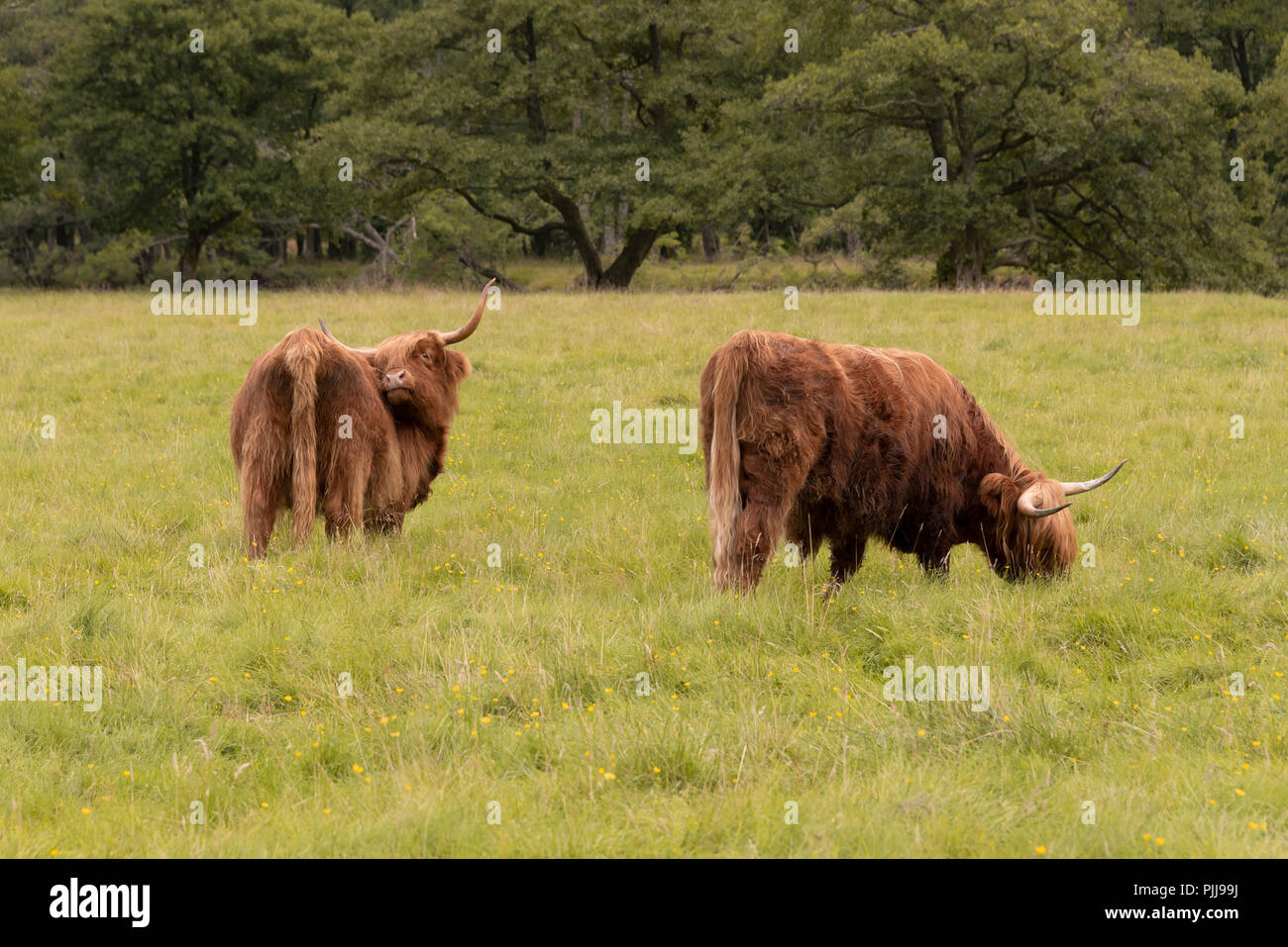 Long coats hi-res stock photography and images - Alamy