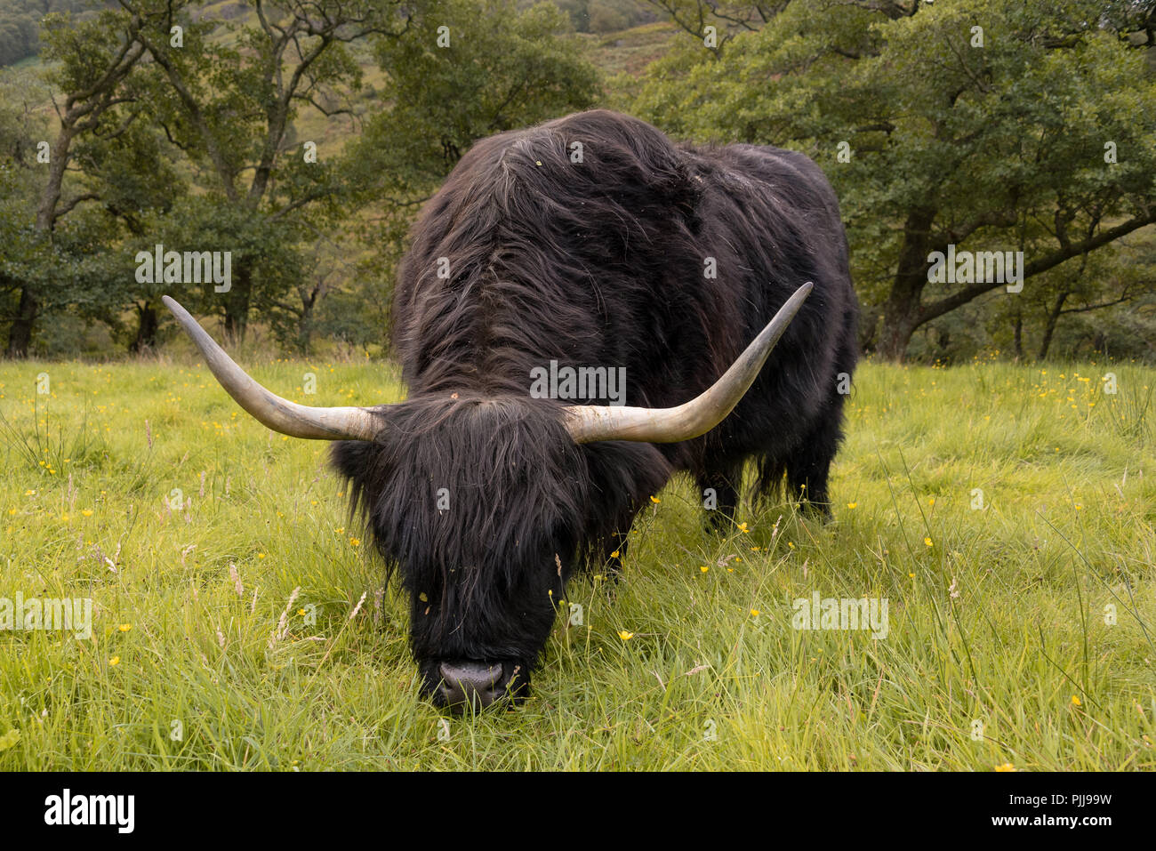 Scottish long coat Highland cattle in Fort William near Ben Nevis ...
