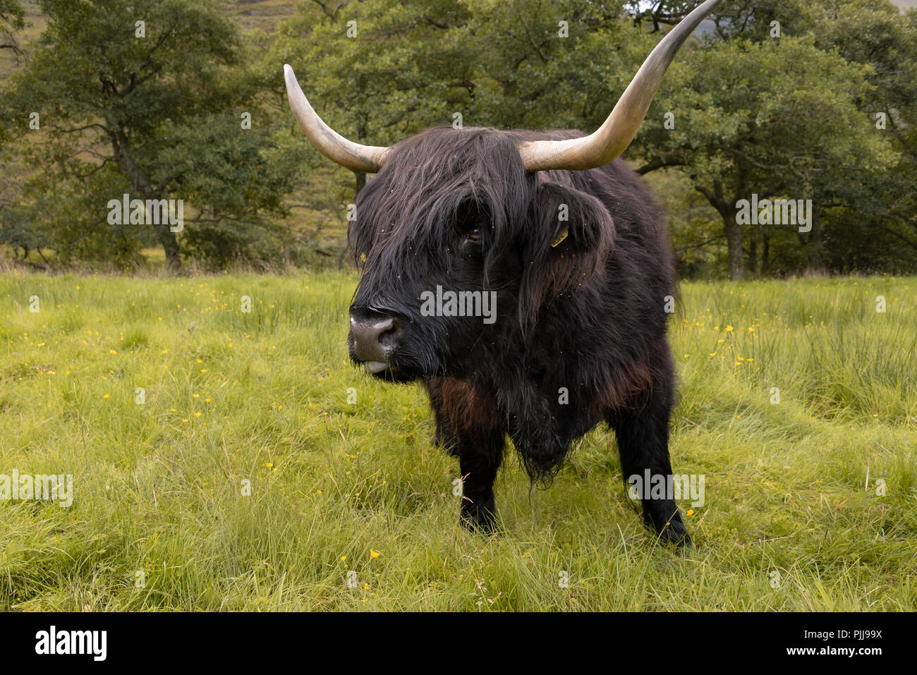 Scottish long coat Highland cattle in Fort William near Ben Nevis ...