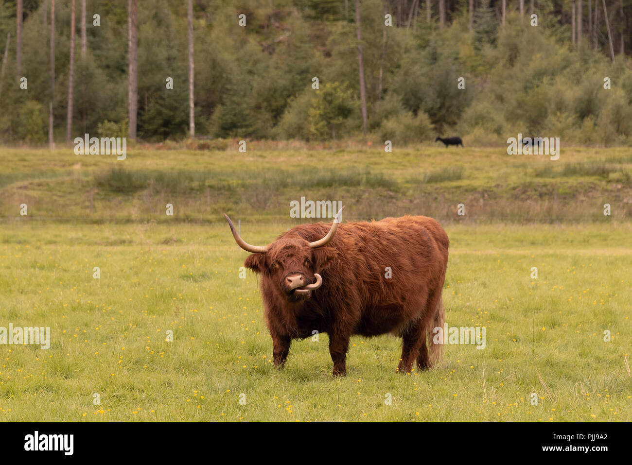 Scottish long coat Highland cattle in Fort William near Ben Nevis ...