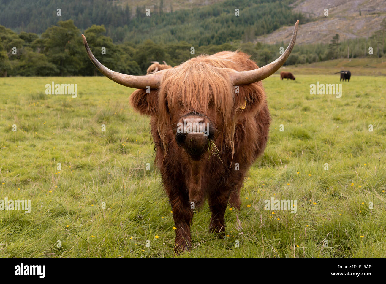 Scottish long coat Highland cattle in Fort William near Ben Nevis ...
