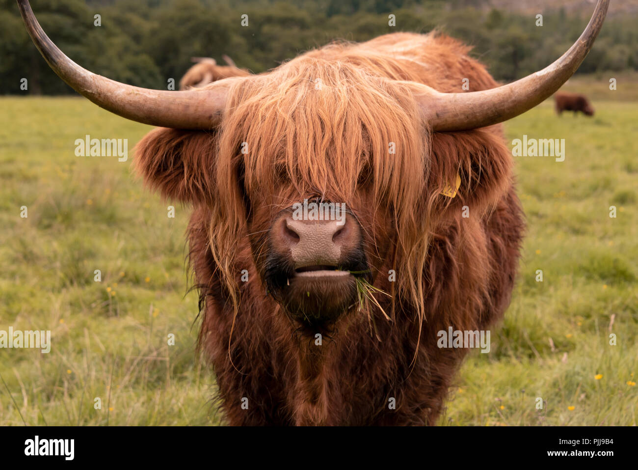 Scottish long coat Highland cattle in Fort William near Ben Nevis ...