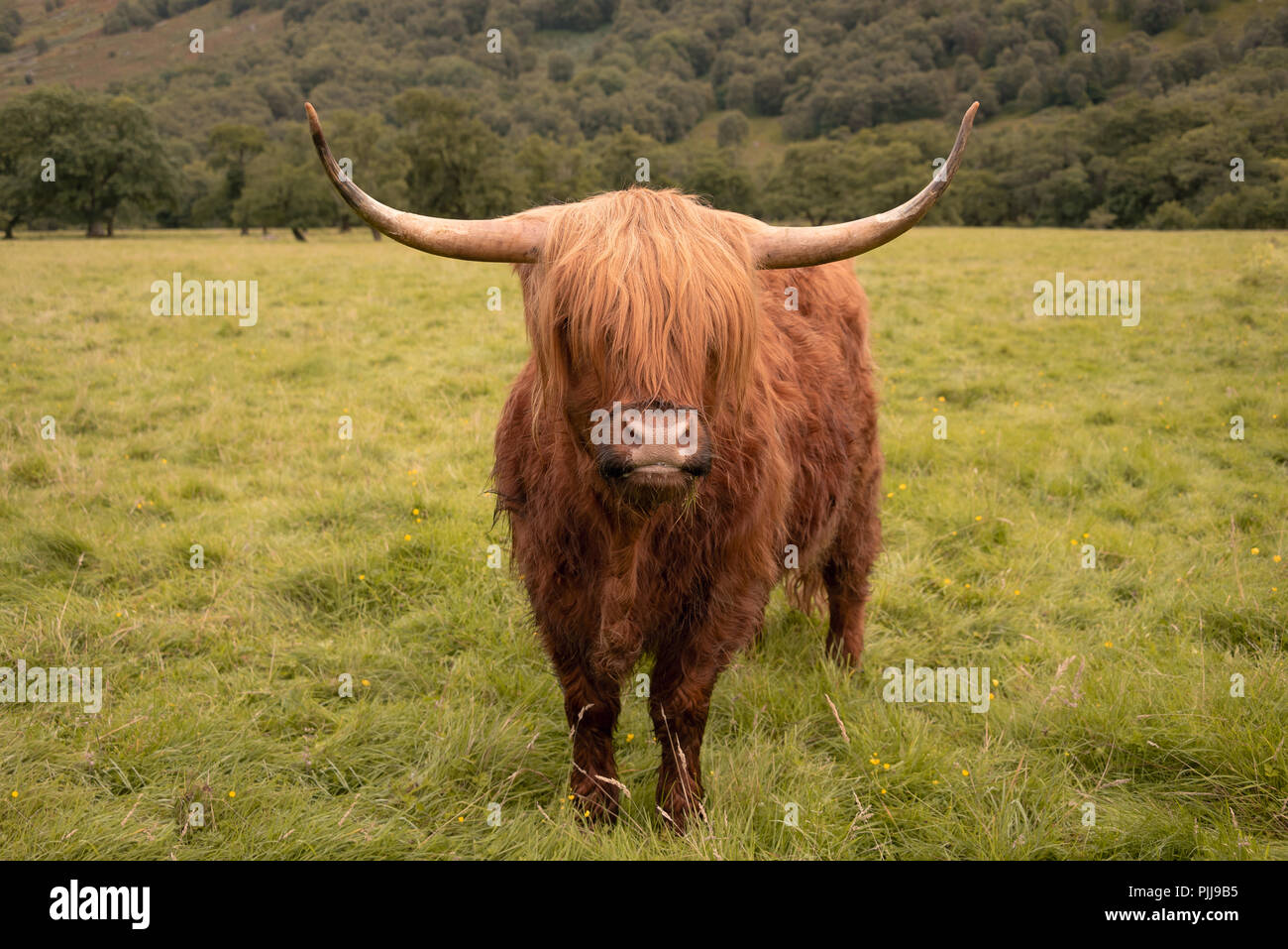 Scottish long coat Highland cattle in Fort William near Ben Nevis ...