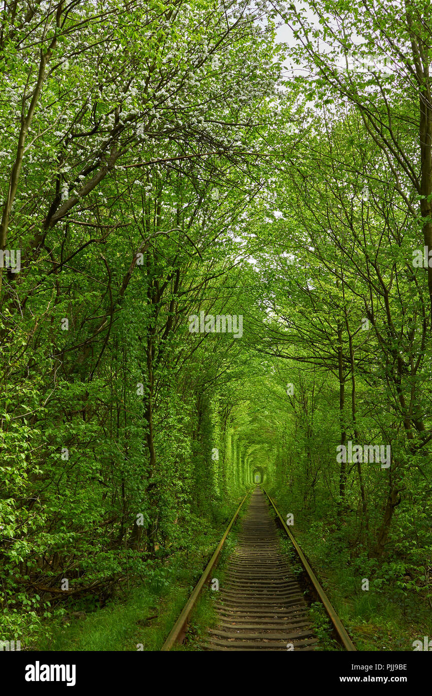 Natural corridor formed by trees growing aside railway Stock Photo - Alamy