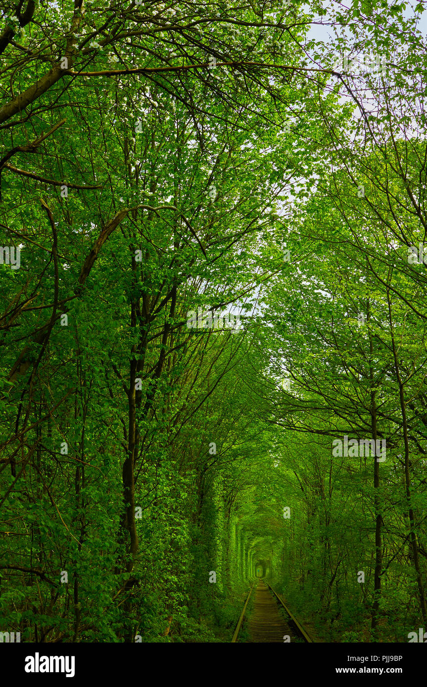 Natural corridor formed by trees growing aside railway Stock Photo - Alamy