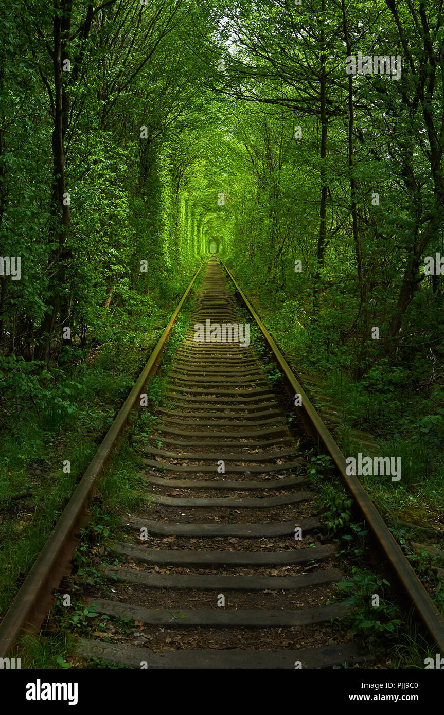 Natural corridor formed by trees growing aside railway Stock Photo - Alamy