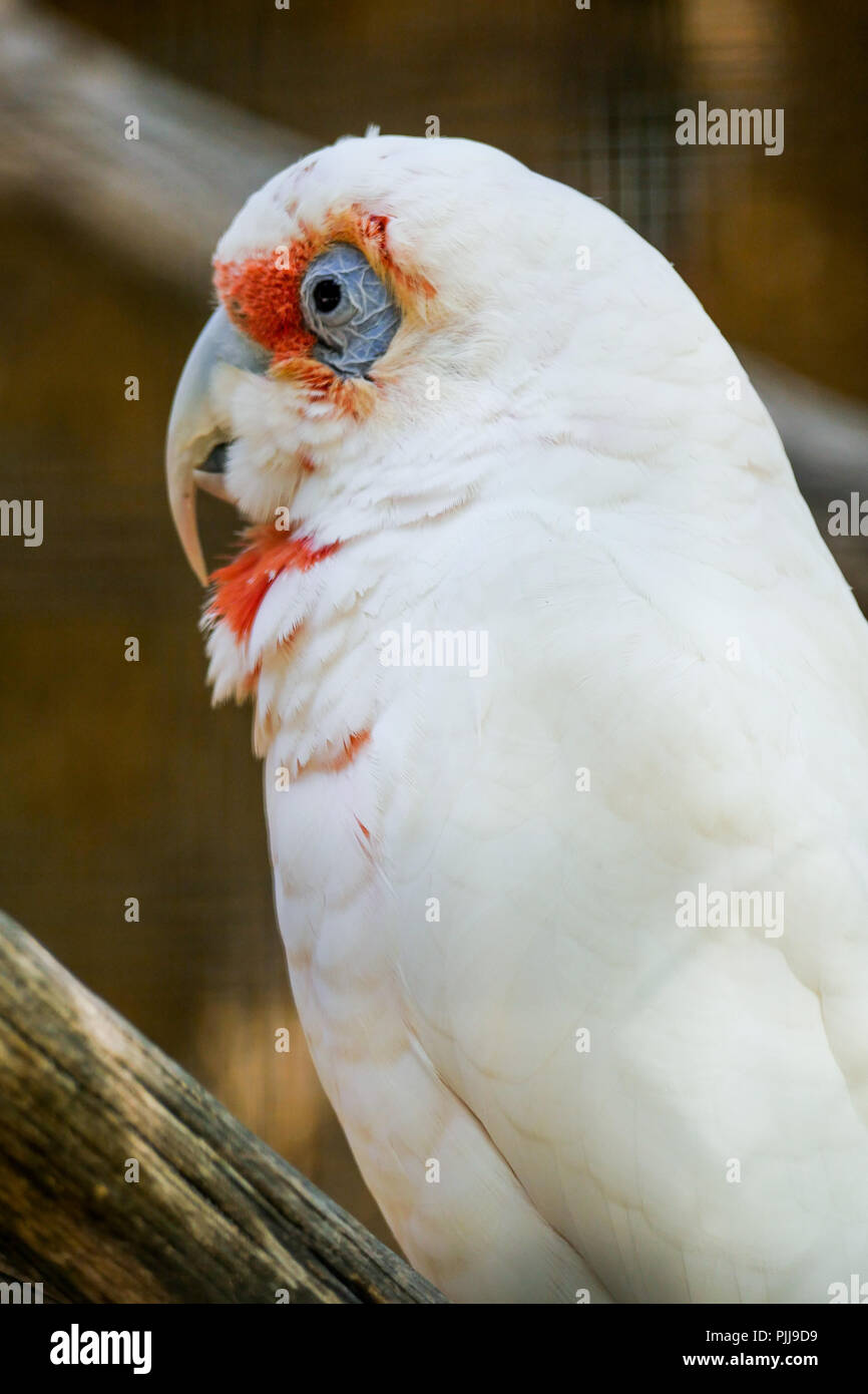 Le Parc des Oiseaux, Birds Park, Villars-les-Dombes, Ain, France Stock ...