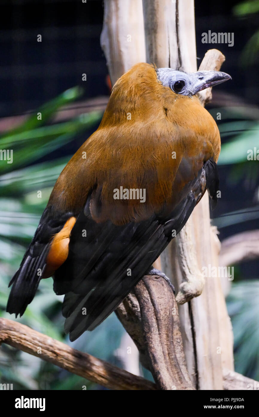 Le Parc des Oiseaux, Birds Park, Villars-les-Dombes, Ain, France Stock ...