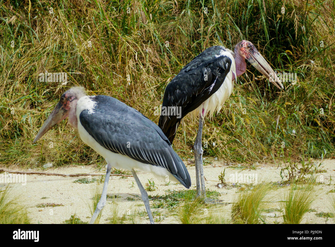 African marabou, Villars Les Dombes, France Stock Photo - Alamy