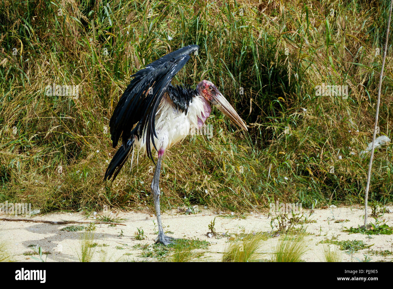 Faune africaine hi-res stock photography and images - Alamy