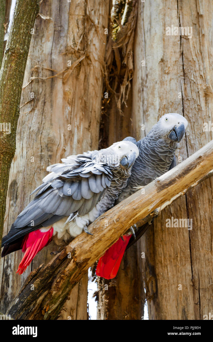 Parrots, Birds Park, Villars-les-Dombes, Ain, France Stock Photo - Alamy