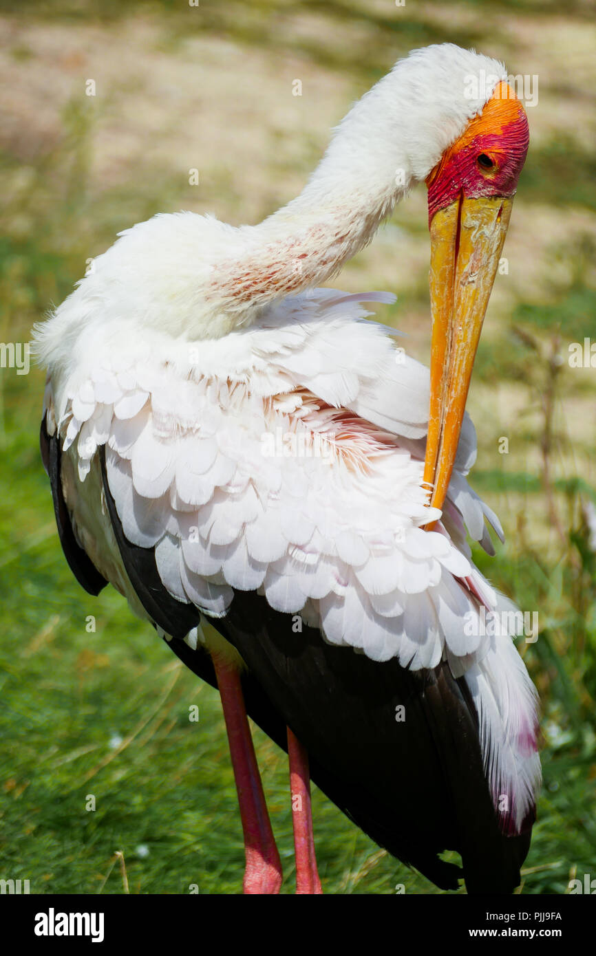 Le Parc des Oiseaux, Birds Park, Villars-les-Dombes, Ain, France Stock ...