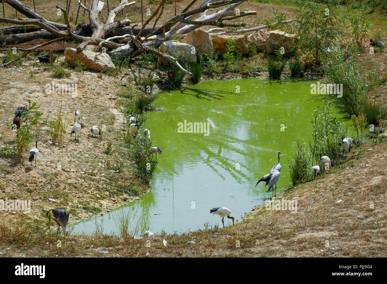Le Parc des Oiseaux, Birds Park, Villars-les-Dombes, Ain, France Stock ...