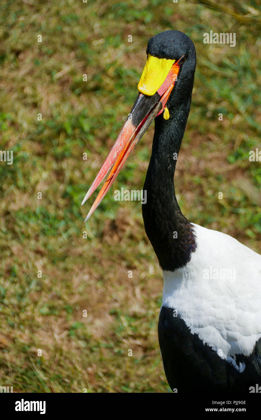Le Parc des Oiseaux, Birds Park, Villars-les-Dombes, Ain, France Stock ...
