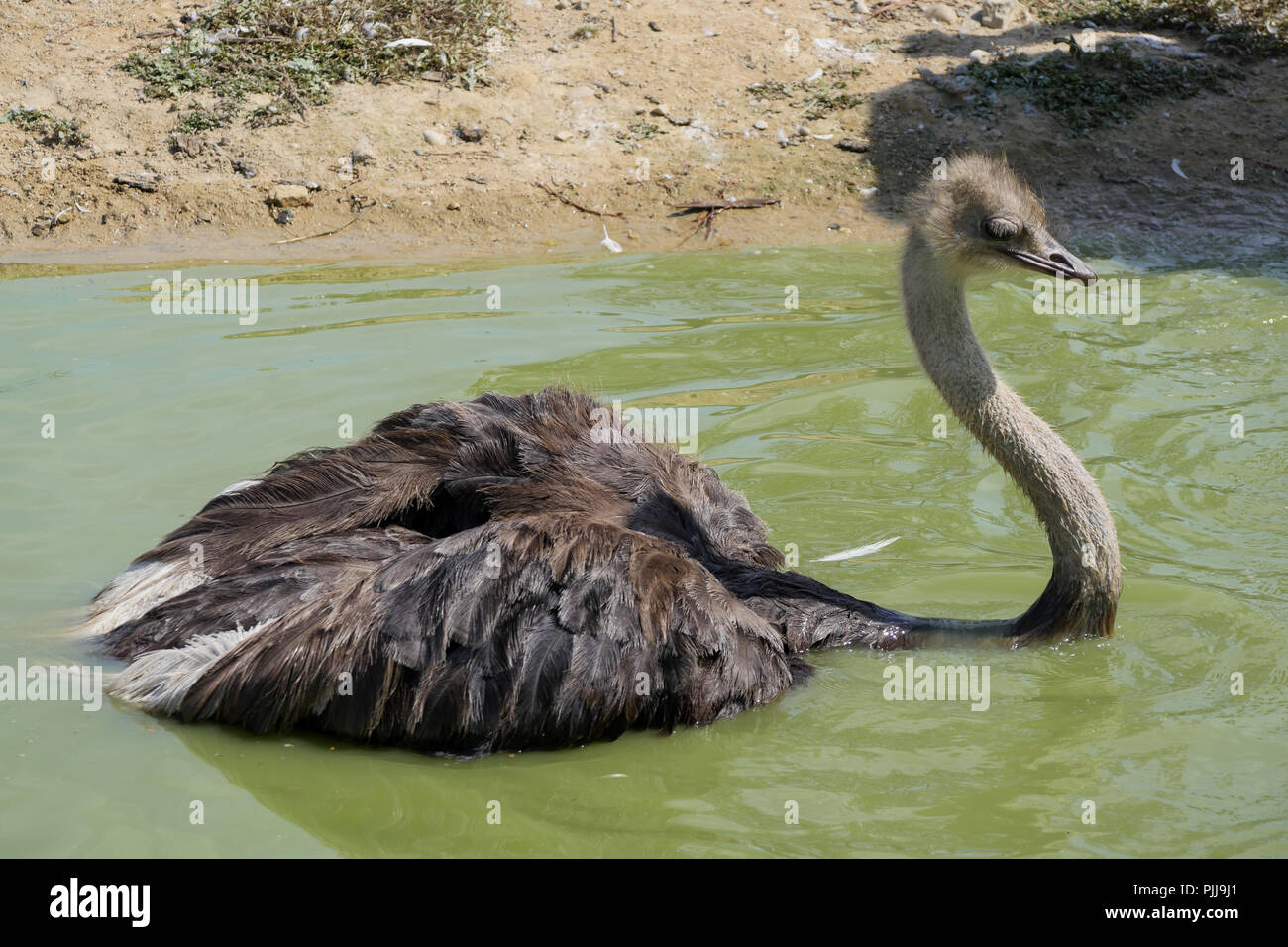 A baby ostrich refreshes itself in a small inlet, Birds Park, Ain ...