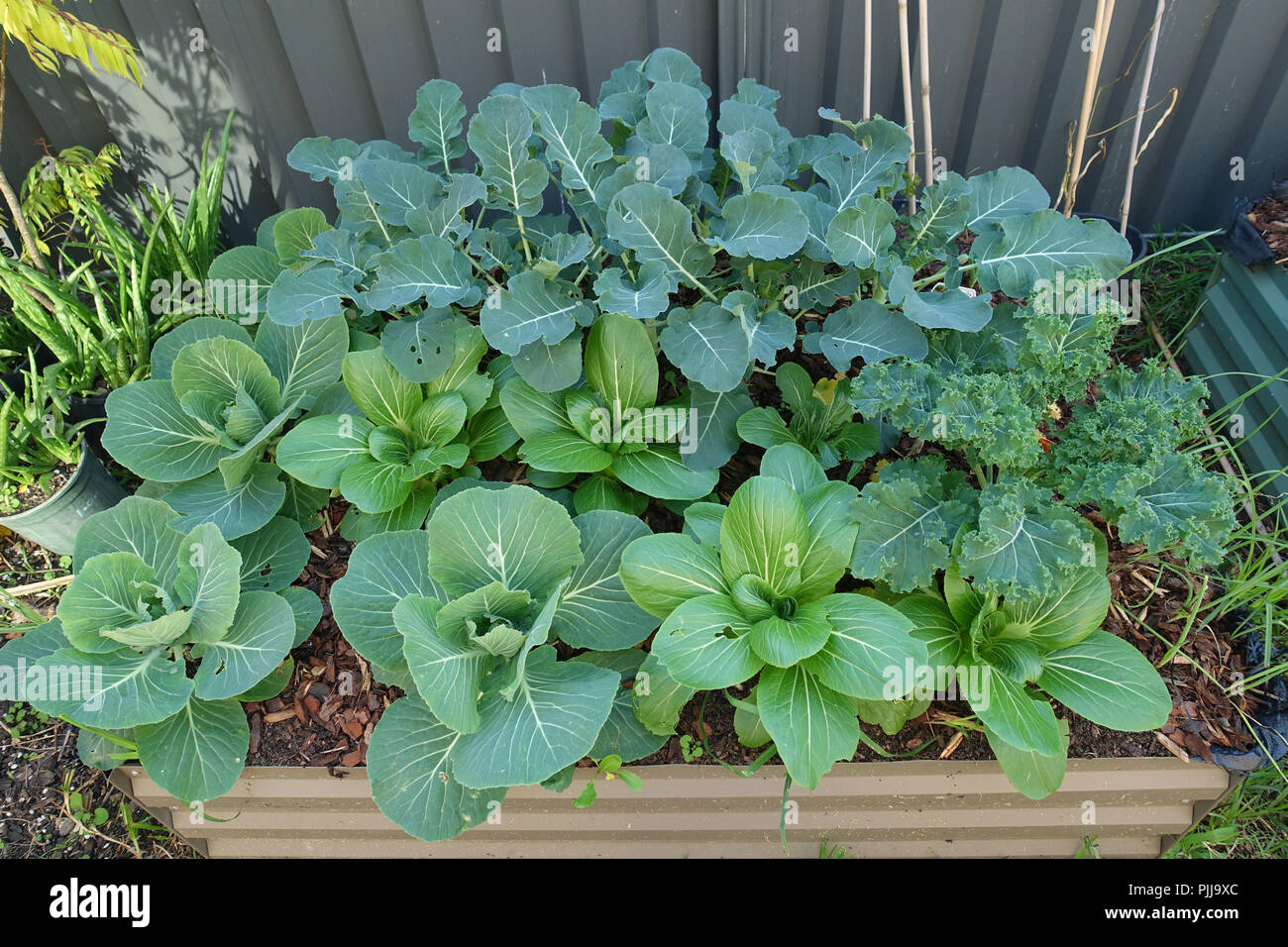 Growing bok choy or pak choi and broccoli on a a vegetable patch Stock ...