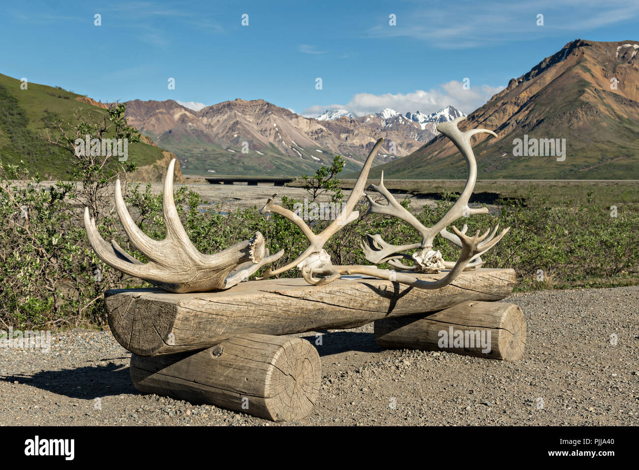 Elk antlers displayed on a bench at the Teklanika River in Denali ...