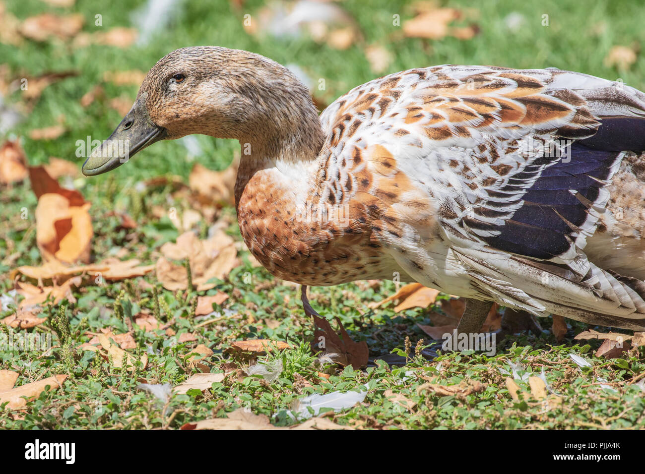 Domestic Ducks at a Public Lake in Los Angeles, California USA Stock ...