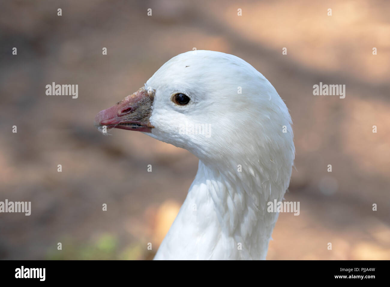 Goose hollow hi-res stock photography and images - Alamy