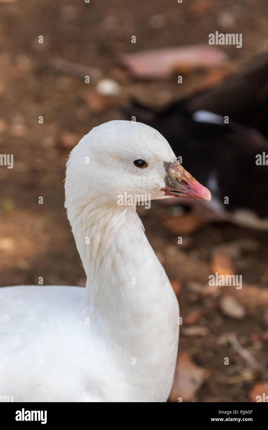 Goose hollow hi-res stock photography and images - Alamy