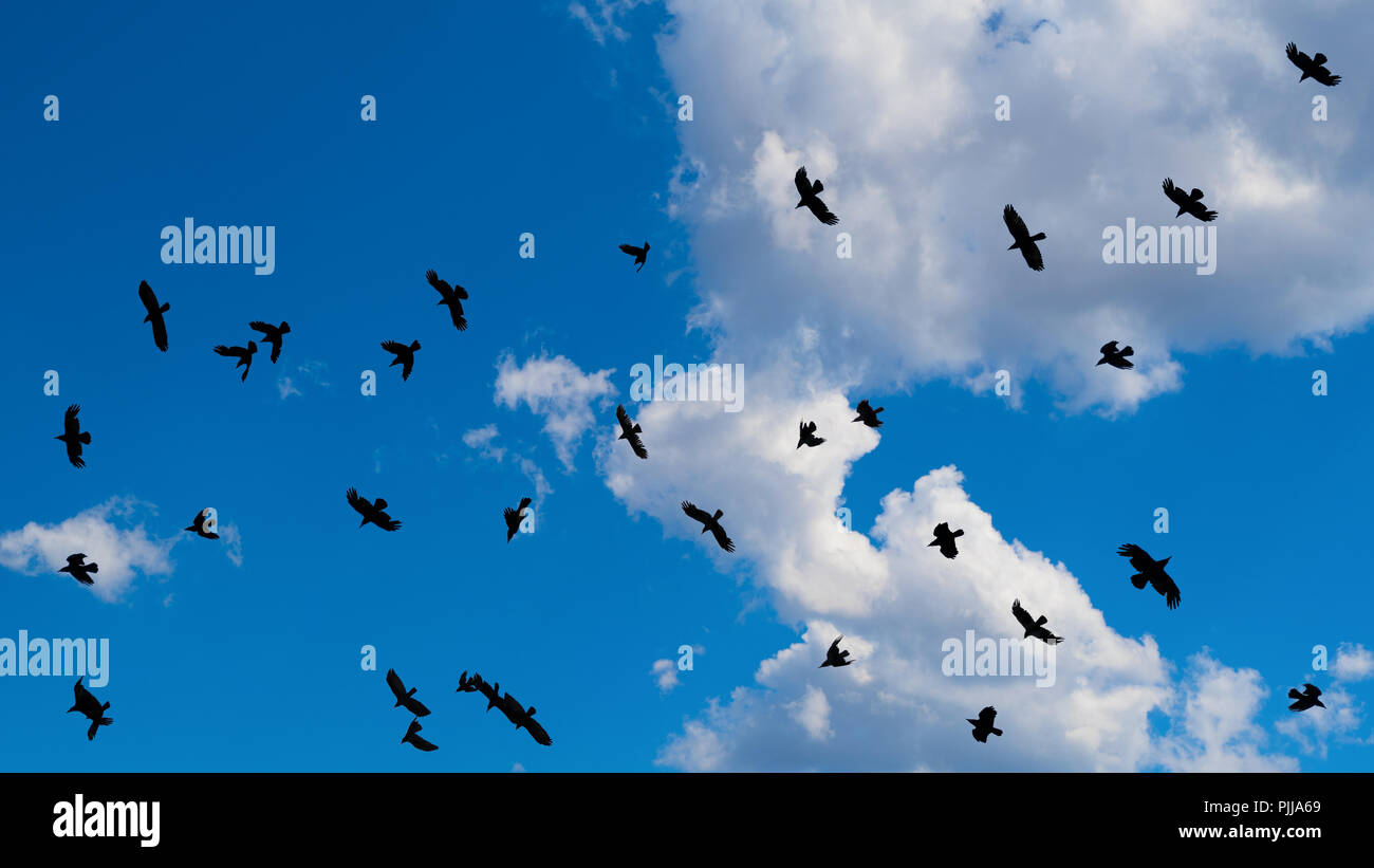 Flock of flying black birds with spread wings. Cloudscape. Group of ...