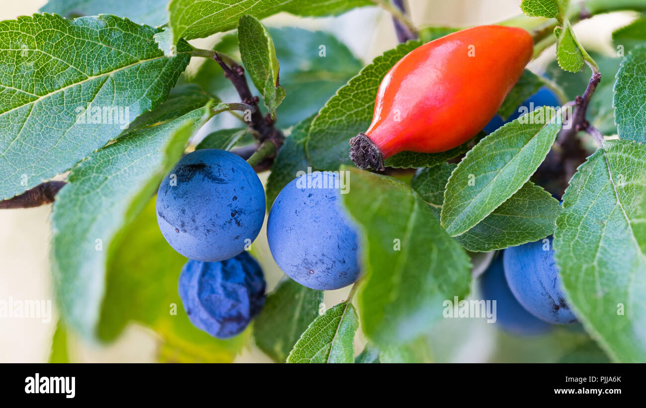 Briar fruit hi-res stock photography and images - Alamy