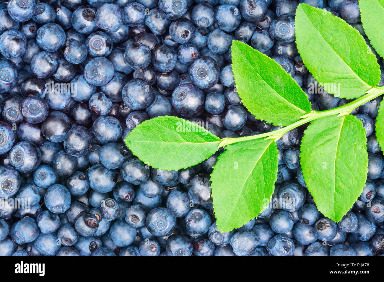 Beautiful texture of delicious healthy blueberries. Vaccinium myrtillus ...