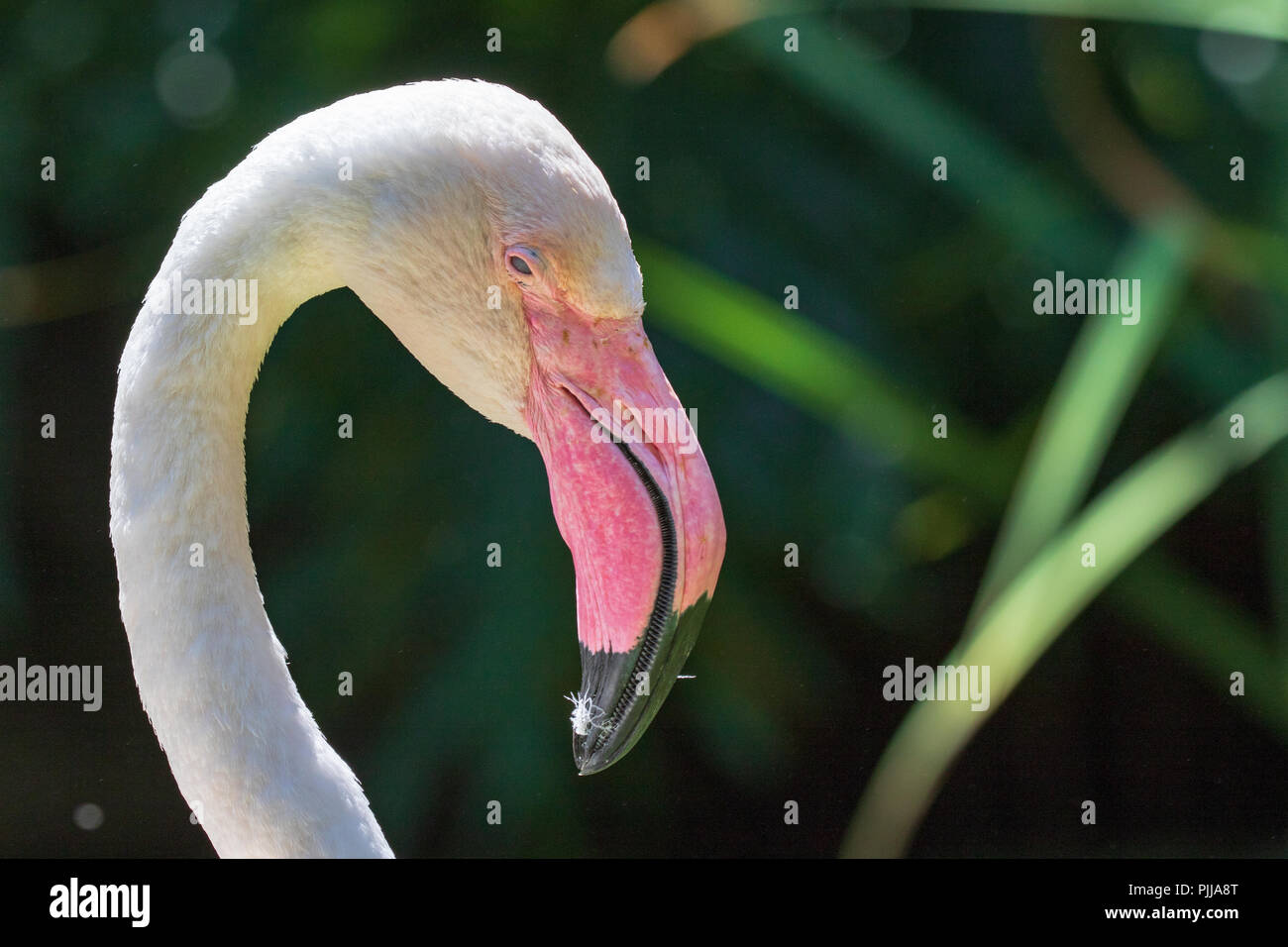 Greater Flamingo - Phoenicopterus roseus Stock Photo - Alamy