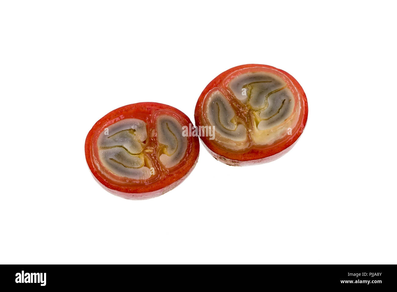 Cross-section of a real coffee cherry clearly showing its different ...