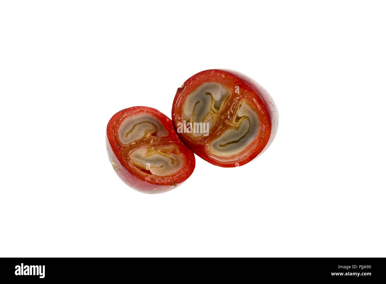 Cross-section of a real coffee cherry clearly showing its different ...