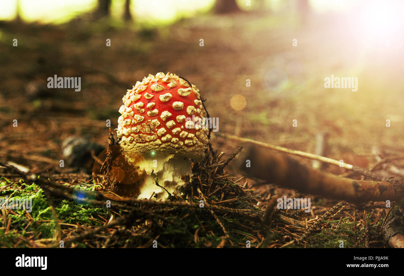 Amanita Muscaria. Red poisonous Fly Agaric mushroom in forest Stock ...
