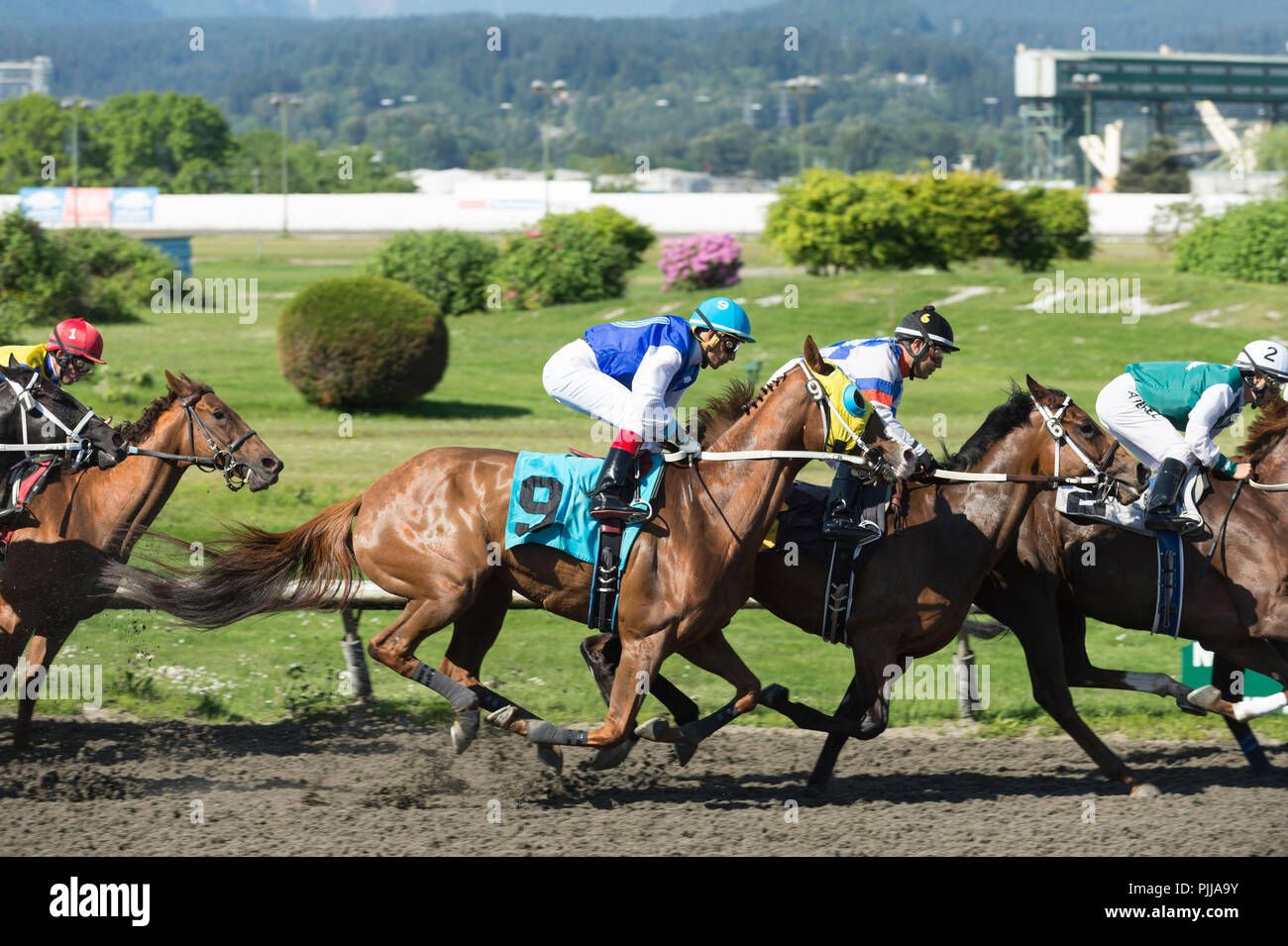 Jockeys and Horses racing at Hastings Park Racetrack, Vancouver Stock ...