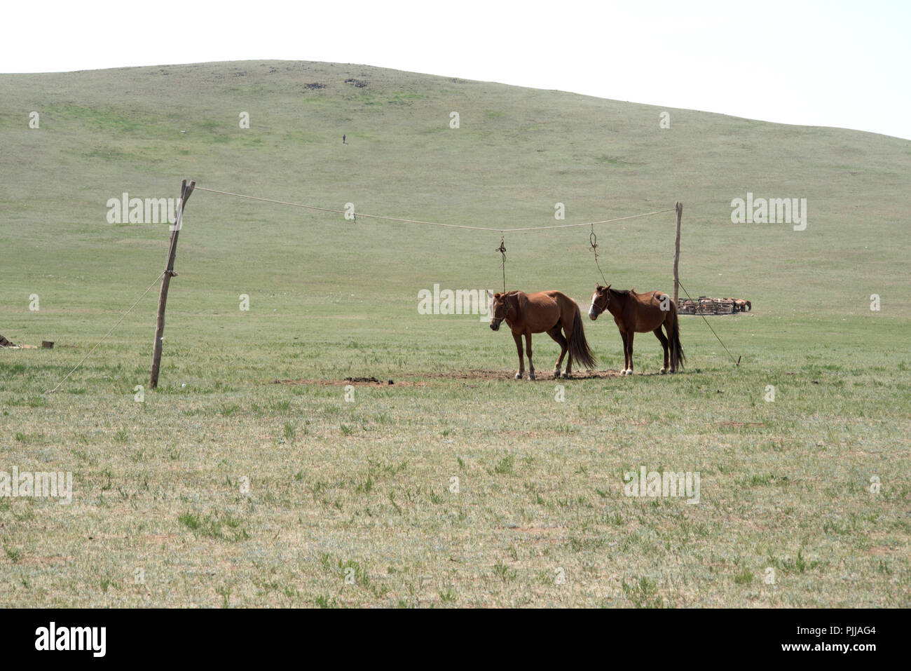 The Mongolian Countryside Stock Photo - Alamy