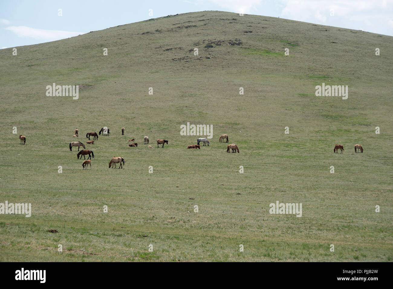 The Mongolian Countryside Stock Photo - Alamy