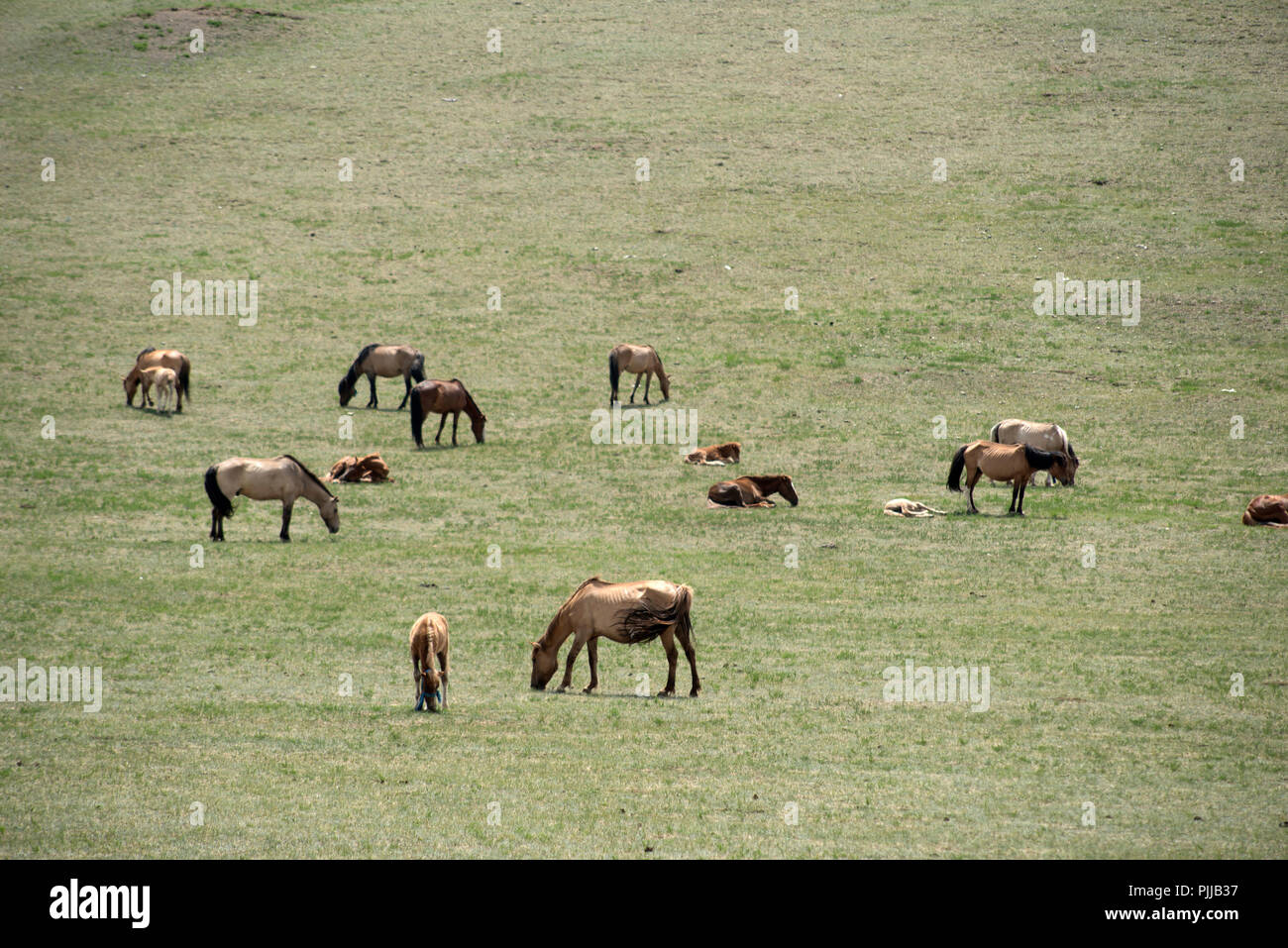 The Mongolian Countryside Stock Photo - Alamy