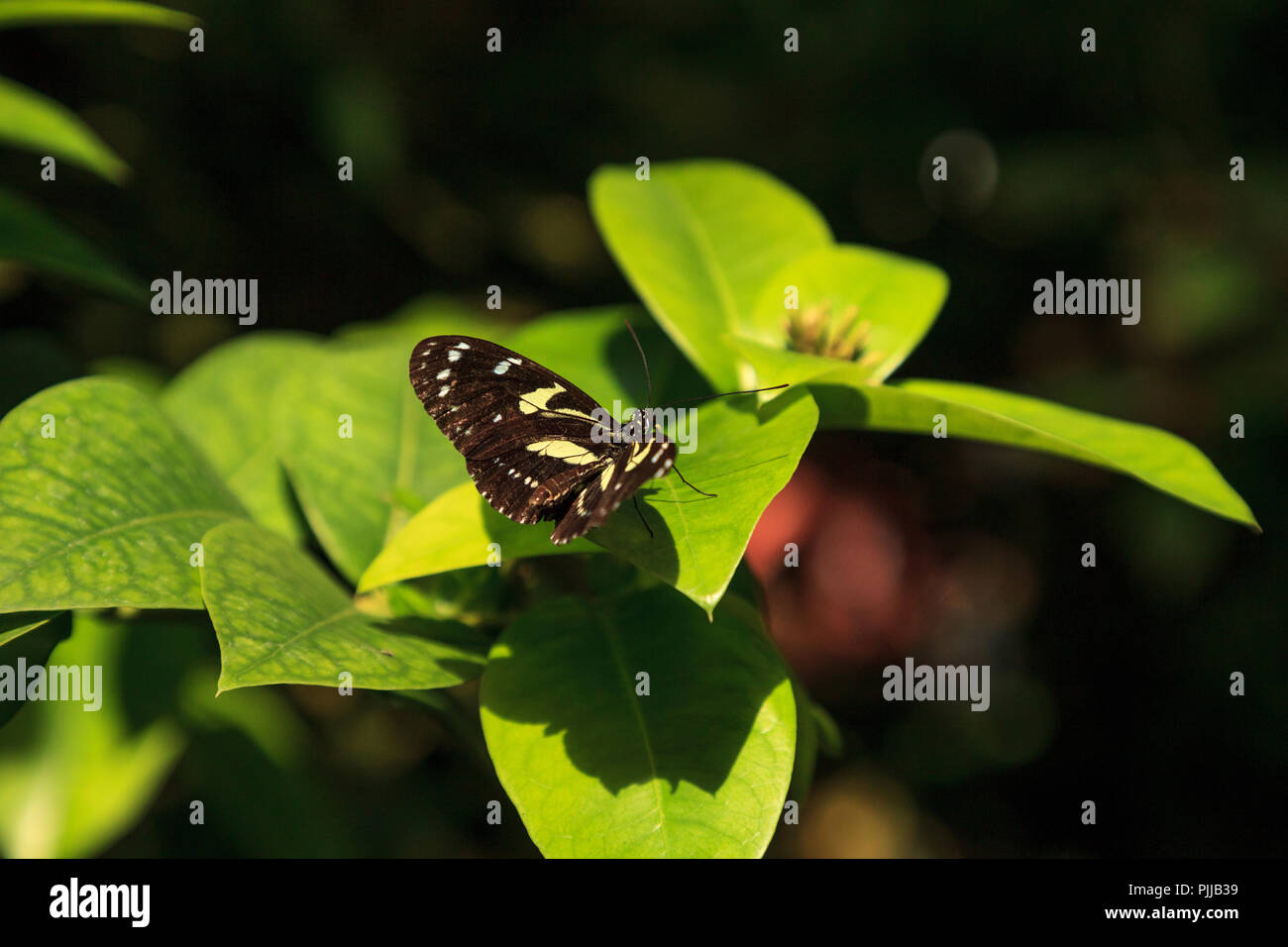 Atthis butterfly Heliconius atthis sits on a leaf in a garden. This ...