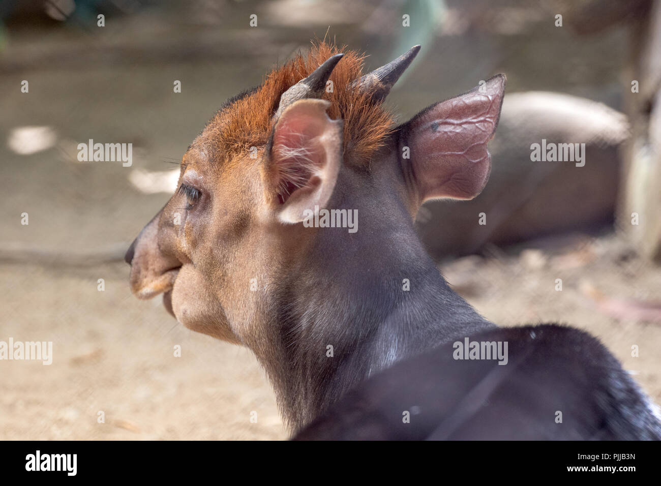Black Duiker - Cephalophus niger AKA tuba in Dyula Captive Specimen ...