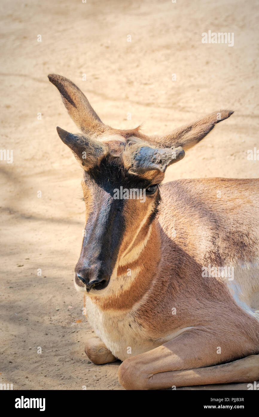Pronghorn - Antilocapra americana Captive Specimen. Native to North ...