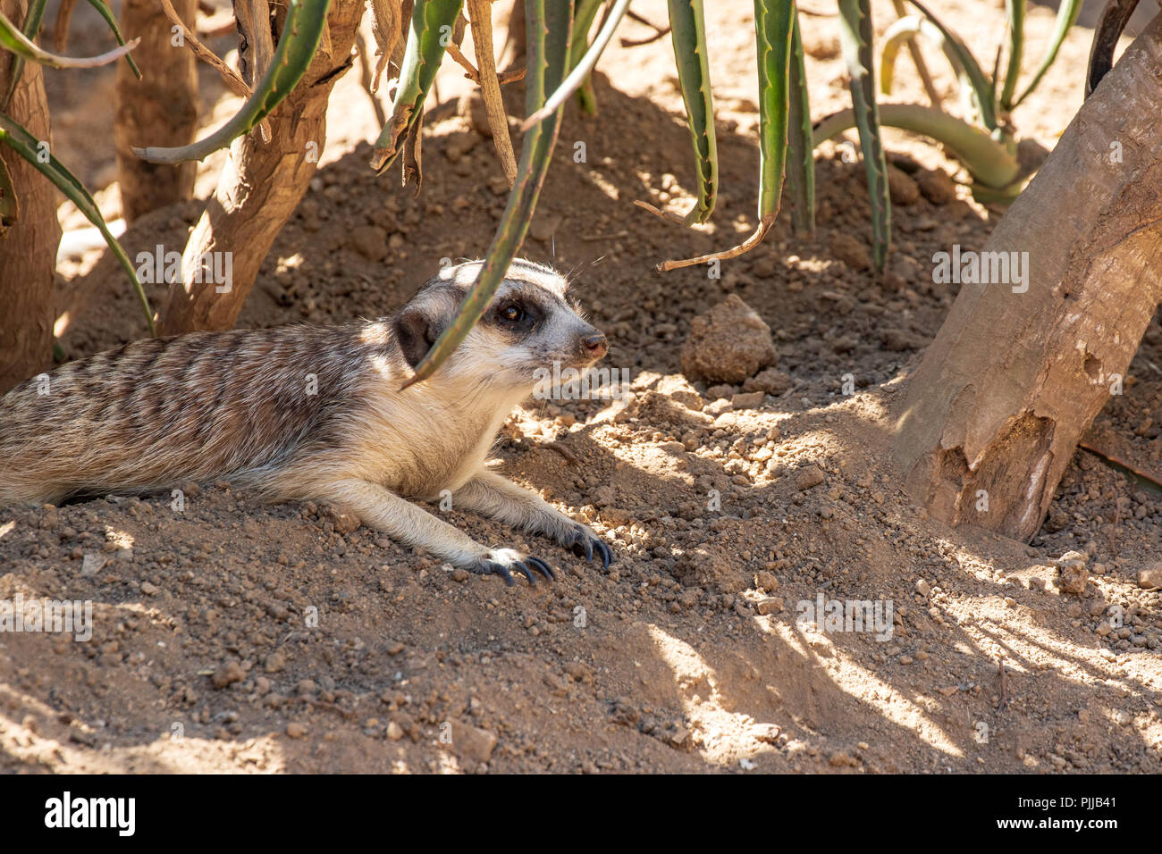 Predator prey balance hi-res stock photography and images - Alamy