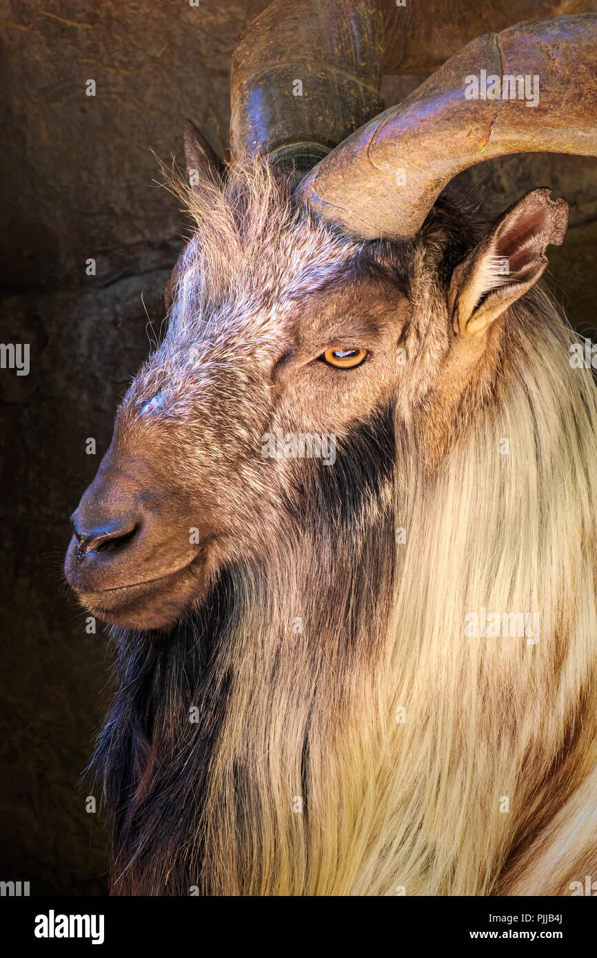 Markhor symbol hi-res stock photography and images - Alamy