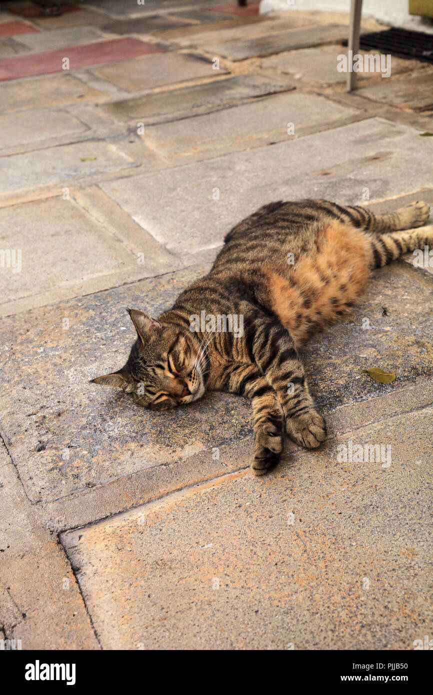 Well-fed cat at Ernest Hemingway’s House in Key West, Florida Stock ...
