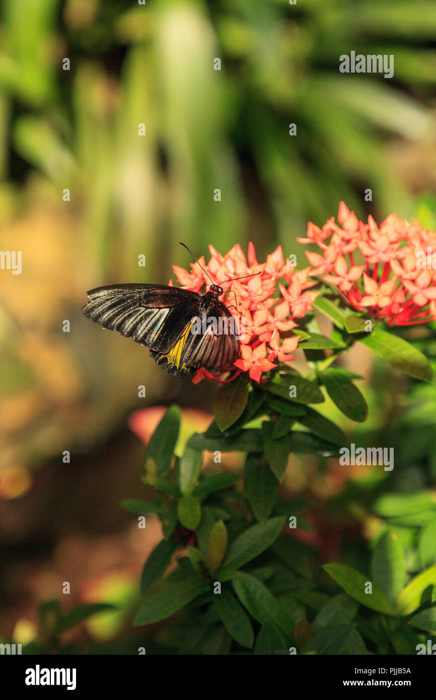 Common Birdwing butterfly Troides helena spreads its black and yellow ...