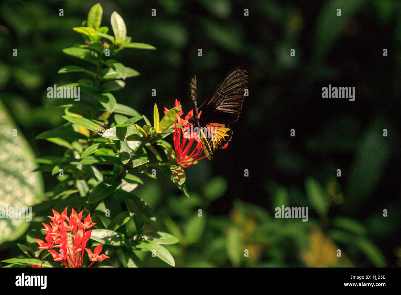 Common Birdwing butterfly Troides helena spreads its black and yellow ...