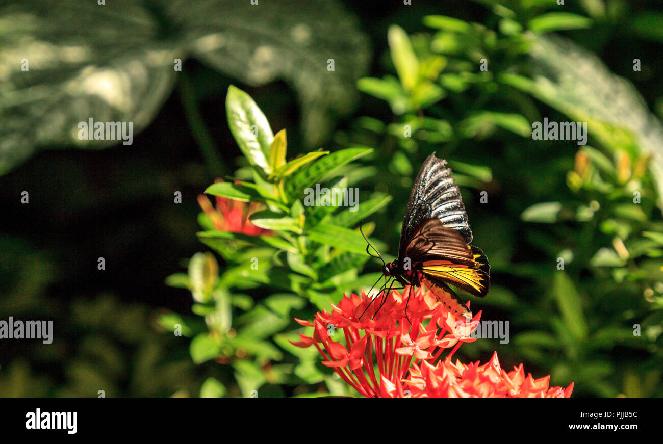 Common Birdwing butterfly Troides helena spreads its black and yellow ...